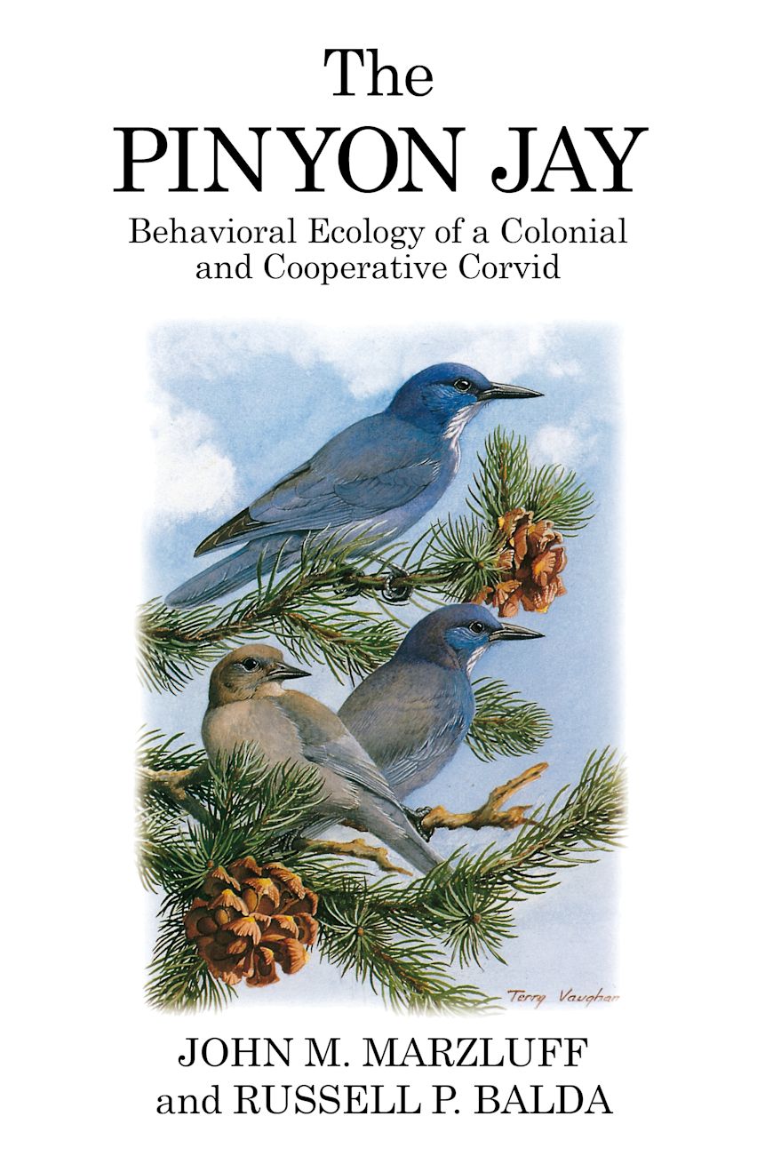 The Pinyon Jay: Behavioral Ecology of a Colonial and Cooperative Corvid ...