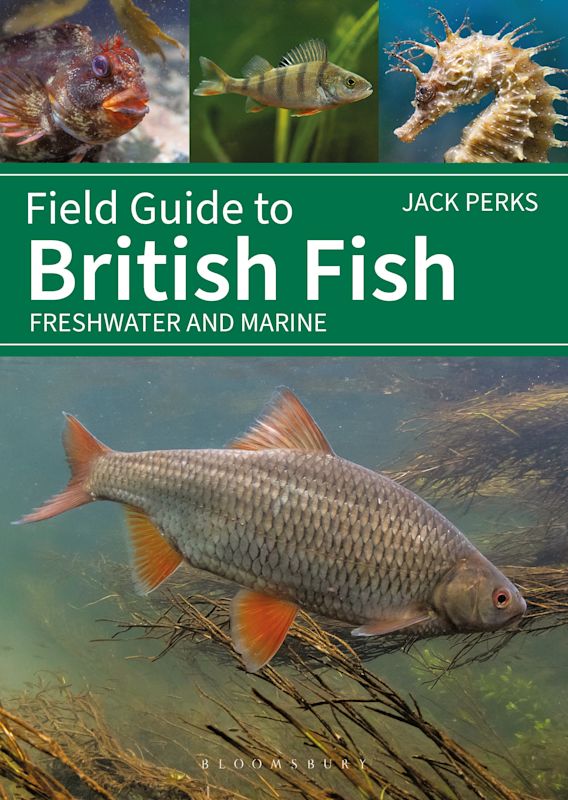 Field Guide to British Fish: Freshwater and Marine: Jack Perks ...