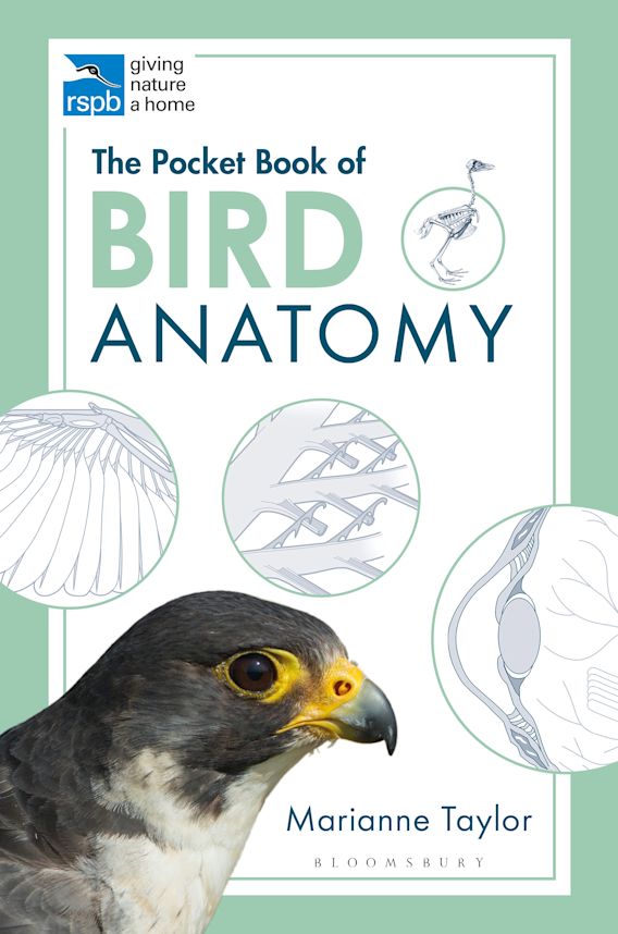 The Pocket Book of Bird Anatomy: : RSPB Marianne Taylor Bloomsbury Wildlife