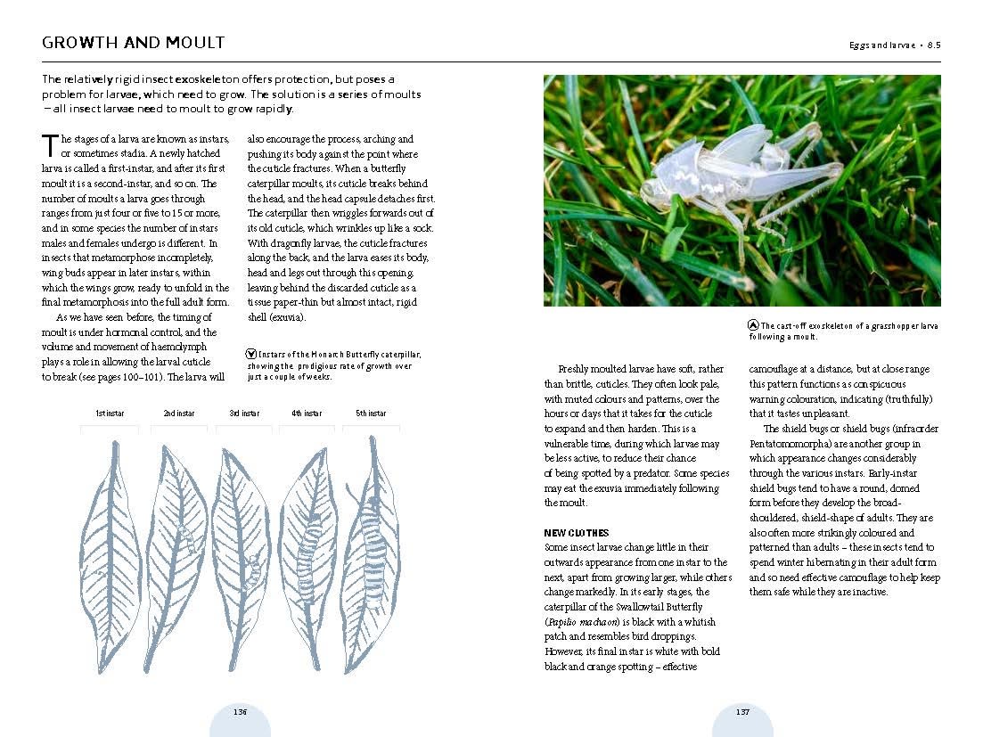 The Pocket Book of Insect Anatomy: : RSPB Marianne Taylor Bloomsbury ...