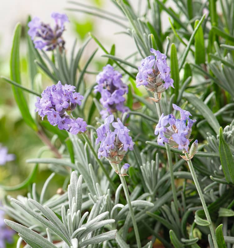 Lavendel 'Silver Frost' - 3 Stück