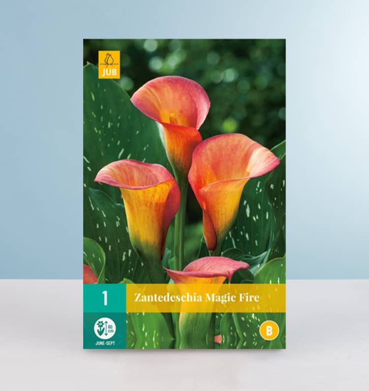 Calla 'Magic Fire' - Wurzel