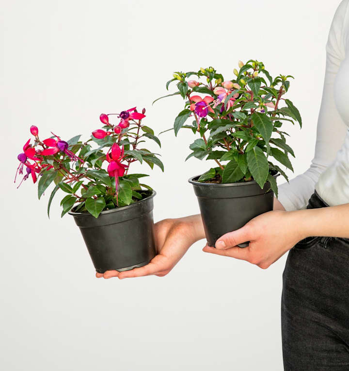 Aufrechte Fuchsien-Mischung - 6 Stück