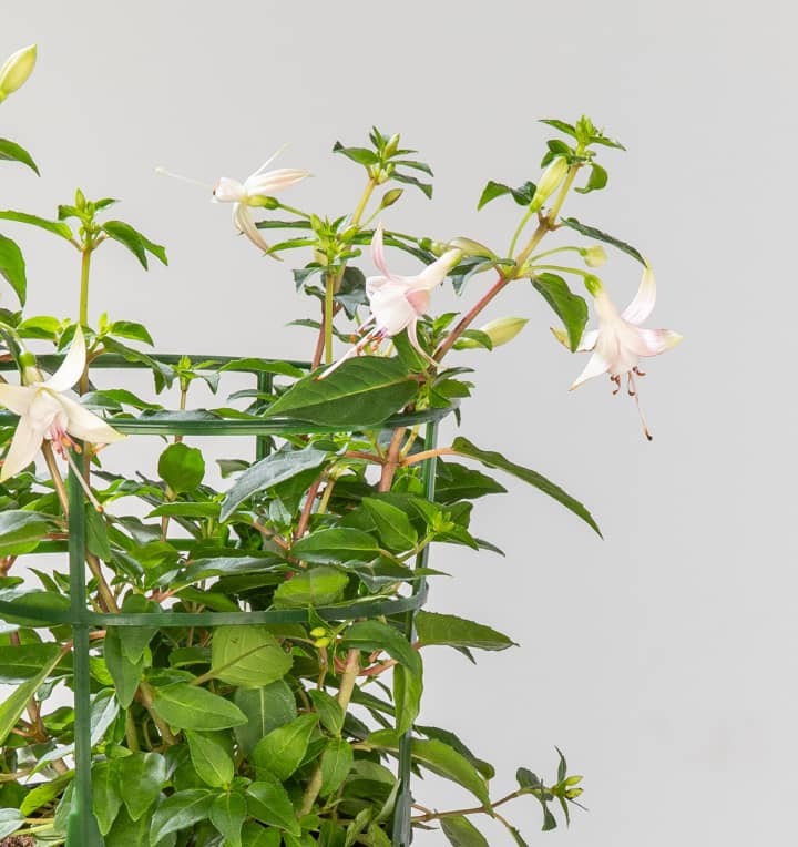 Rosa Hänge-Fuchsien - 6 Stück