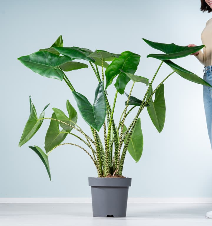 Alocasia 'Zebrina' XL