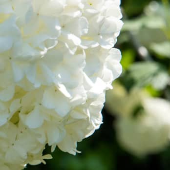 Blumenlexikon: Blumenarten von A bis Z entdecken | BLUME2000