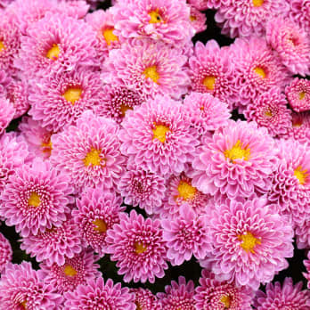 Blumenlexikon: Blumenarten von A bis Z entdecken | BLUME2000