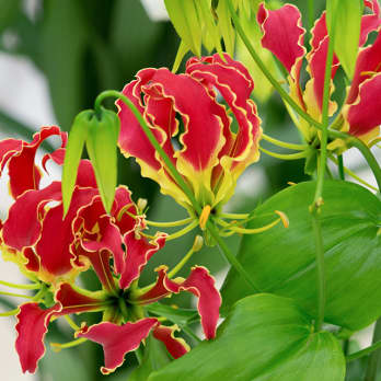 Blumenlexikon: Blumenarten von A bis Z entdecken | BLUME2000