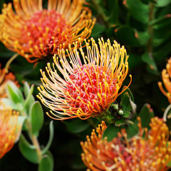Blumenlexikon: Blumenarten von A bis Z entdecken | BLUME2000