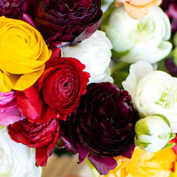 Blumenlexikon: Blumenarten von A bis Z entdecken | BLUME2000
