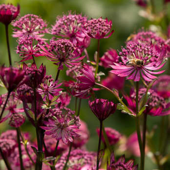 Blumenlexikon: Blumenarten von A bis Z entdecken | BLUME2000