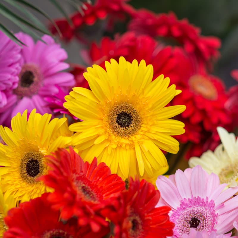 Germini - Infos, Pflegetipps & mehr | BLUME2000