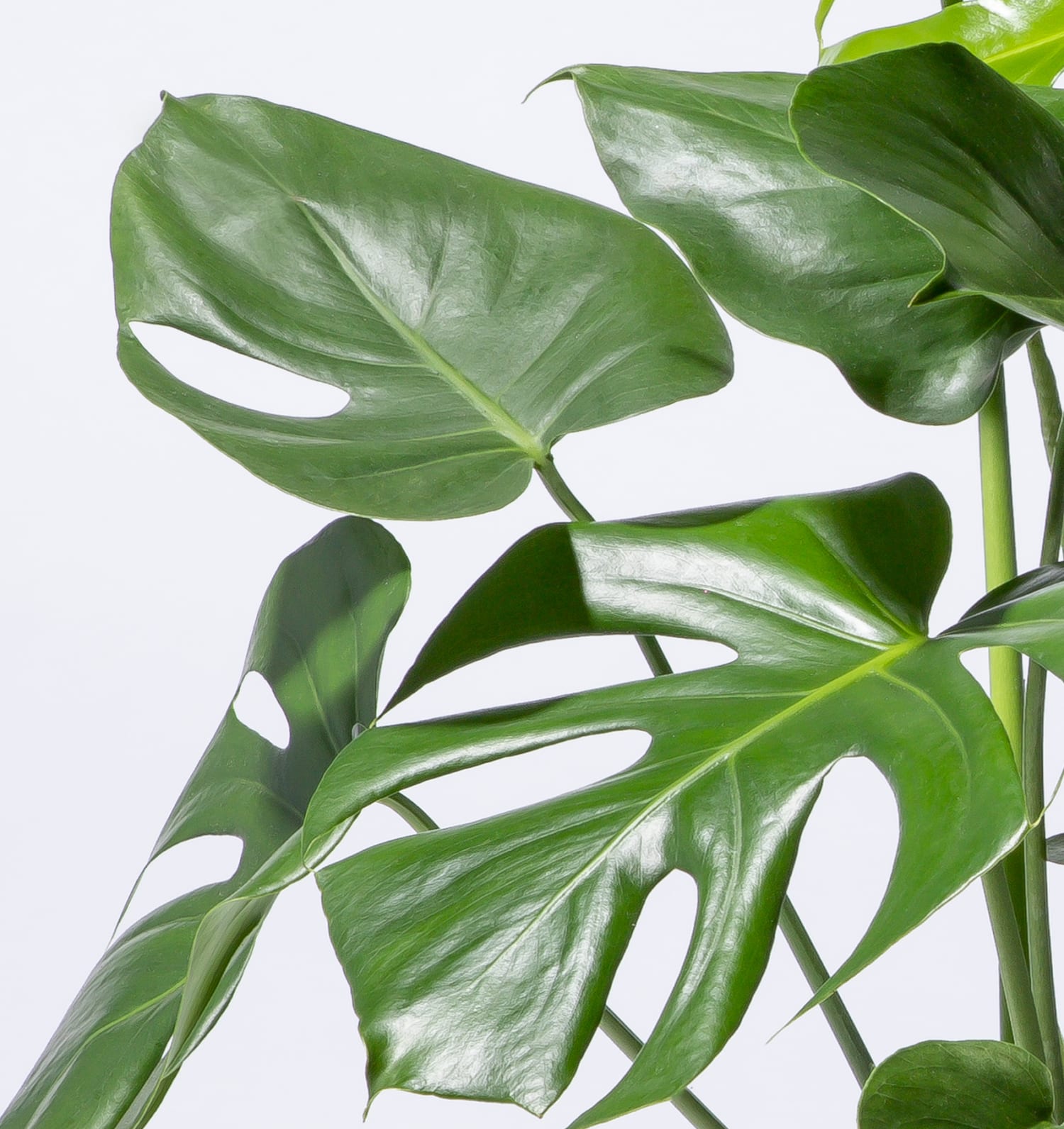 Last Minute Deal: Monstera mit Korb | BLUME2000 Last Minute Deal: Monstera mit Korb | BLUME2000