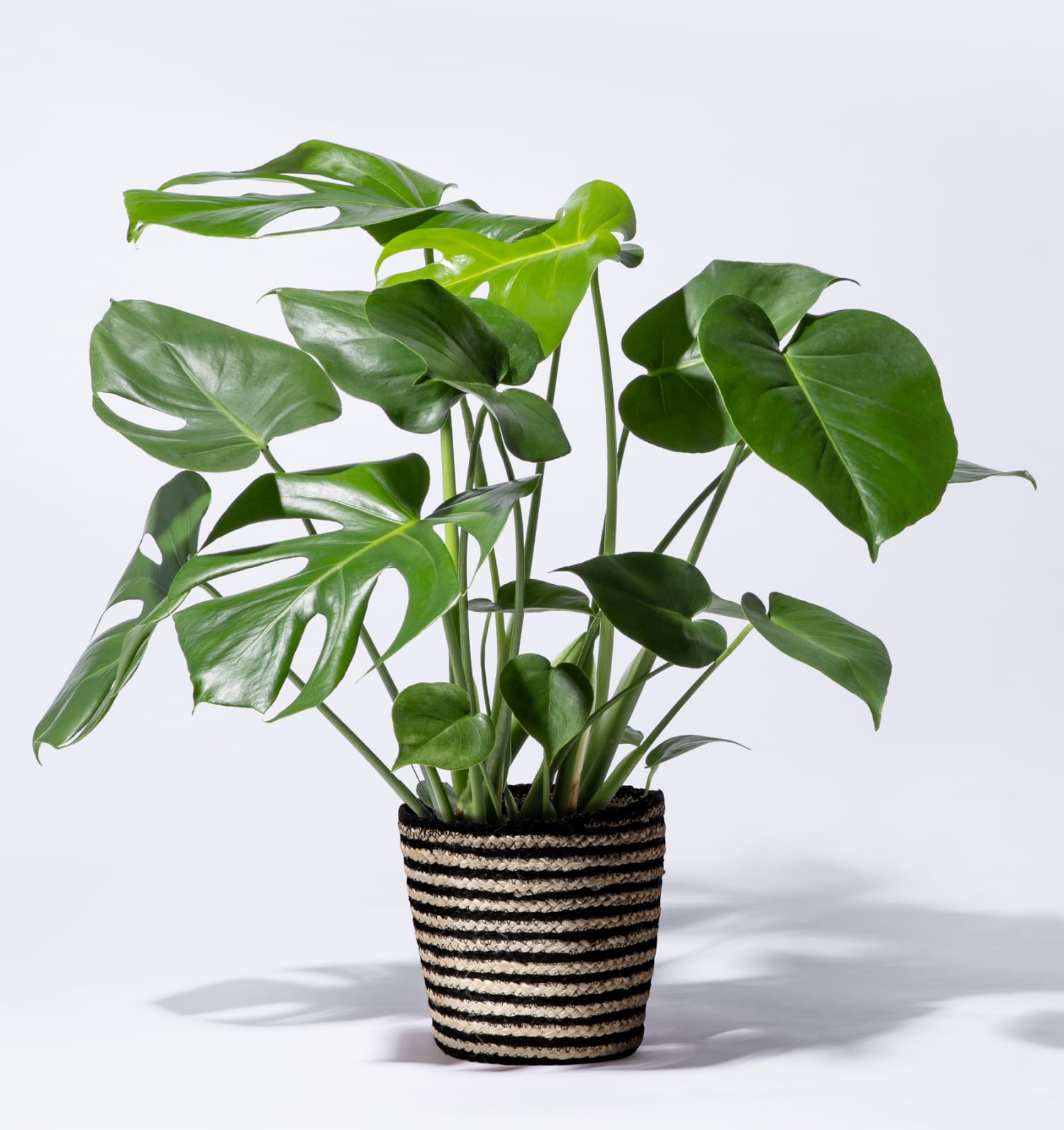 Last Minute Deal: Monstera mit Korb | BLUME2000 Last Minute Deal: Monstera mit Korb | BLUME2000