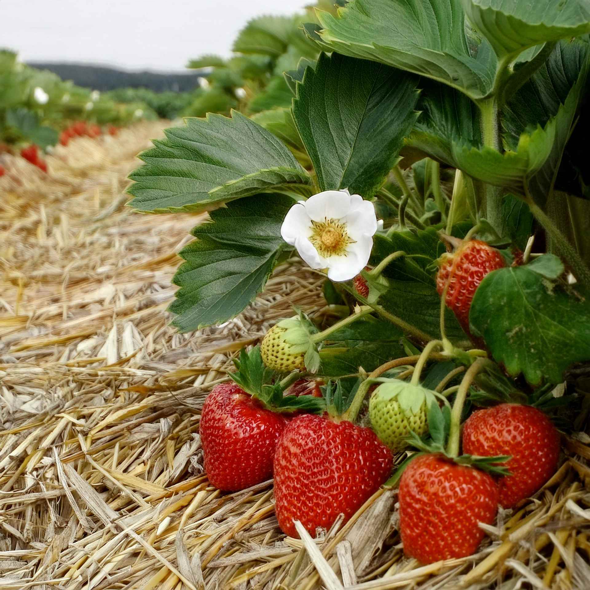 Erdbeeren pflanzen | BLUME2000