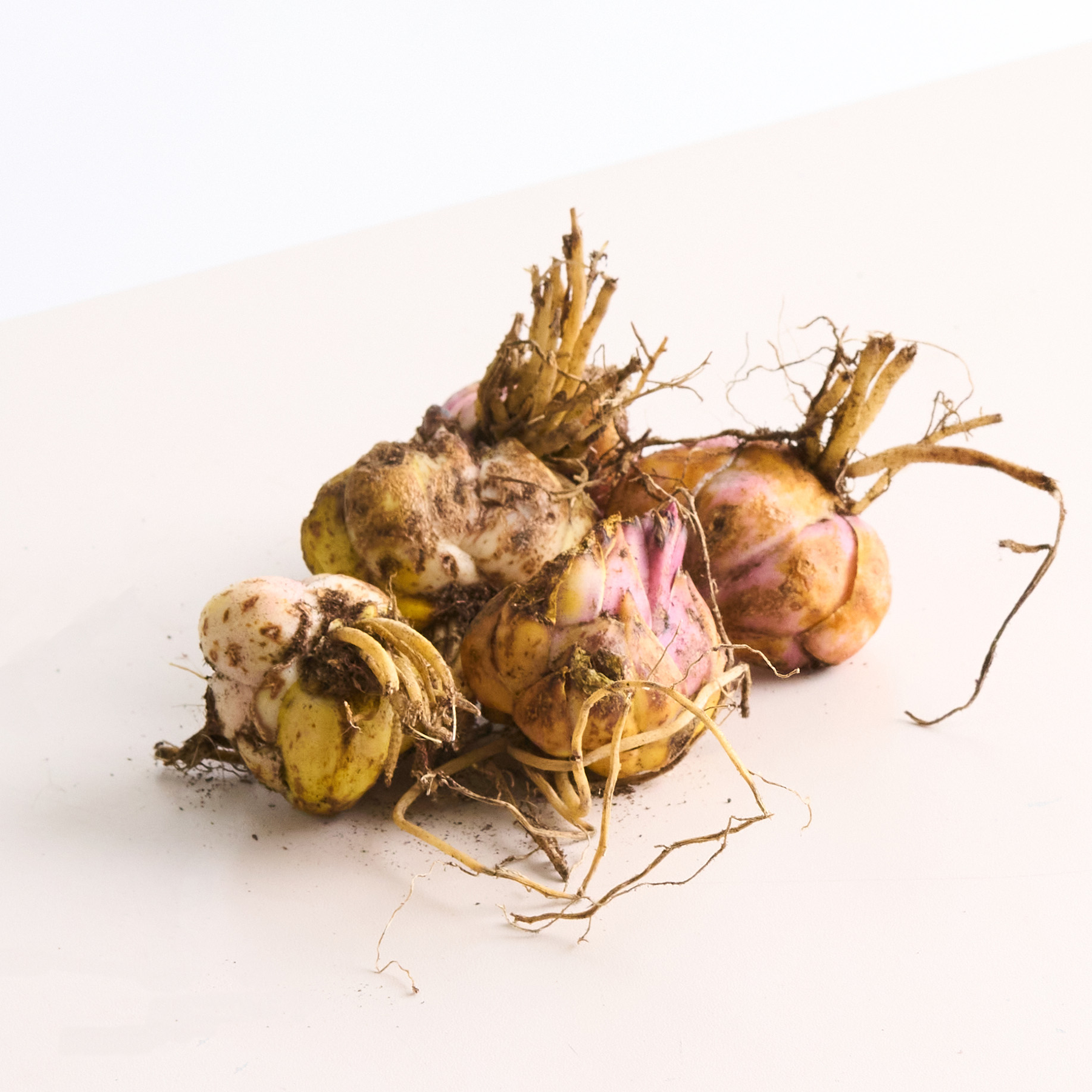 Orientalische Lilien 'Pastel' Mix - 5 Knollen