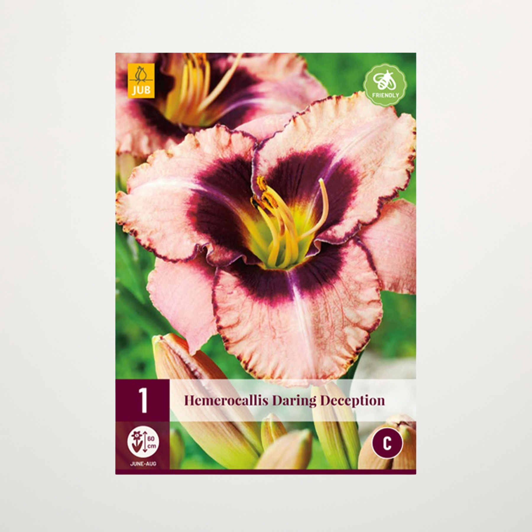 Taglilie 'Daring Deception' - Knolle