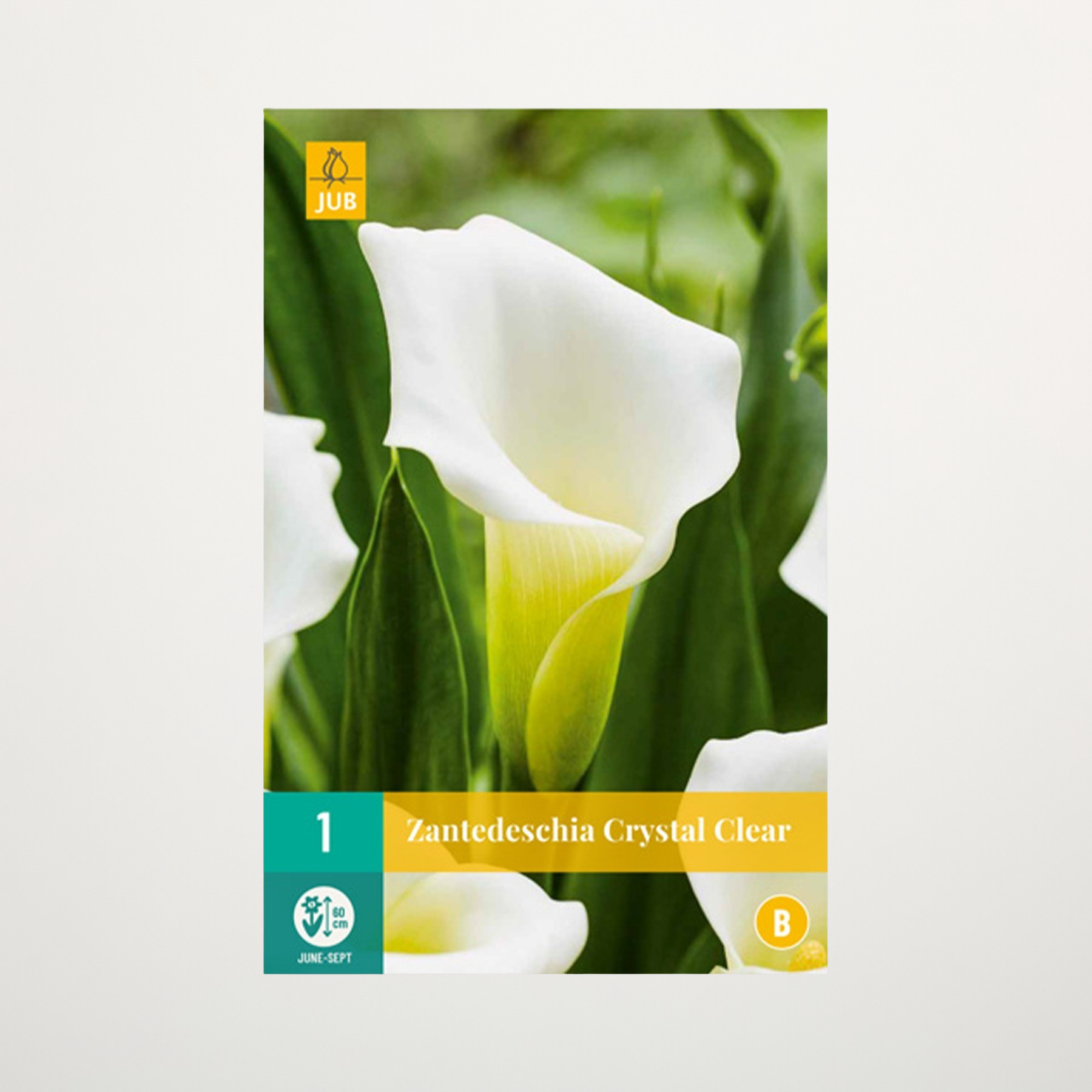 Calla 'Crystal Clear' - Wurzel