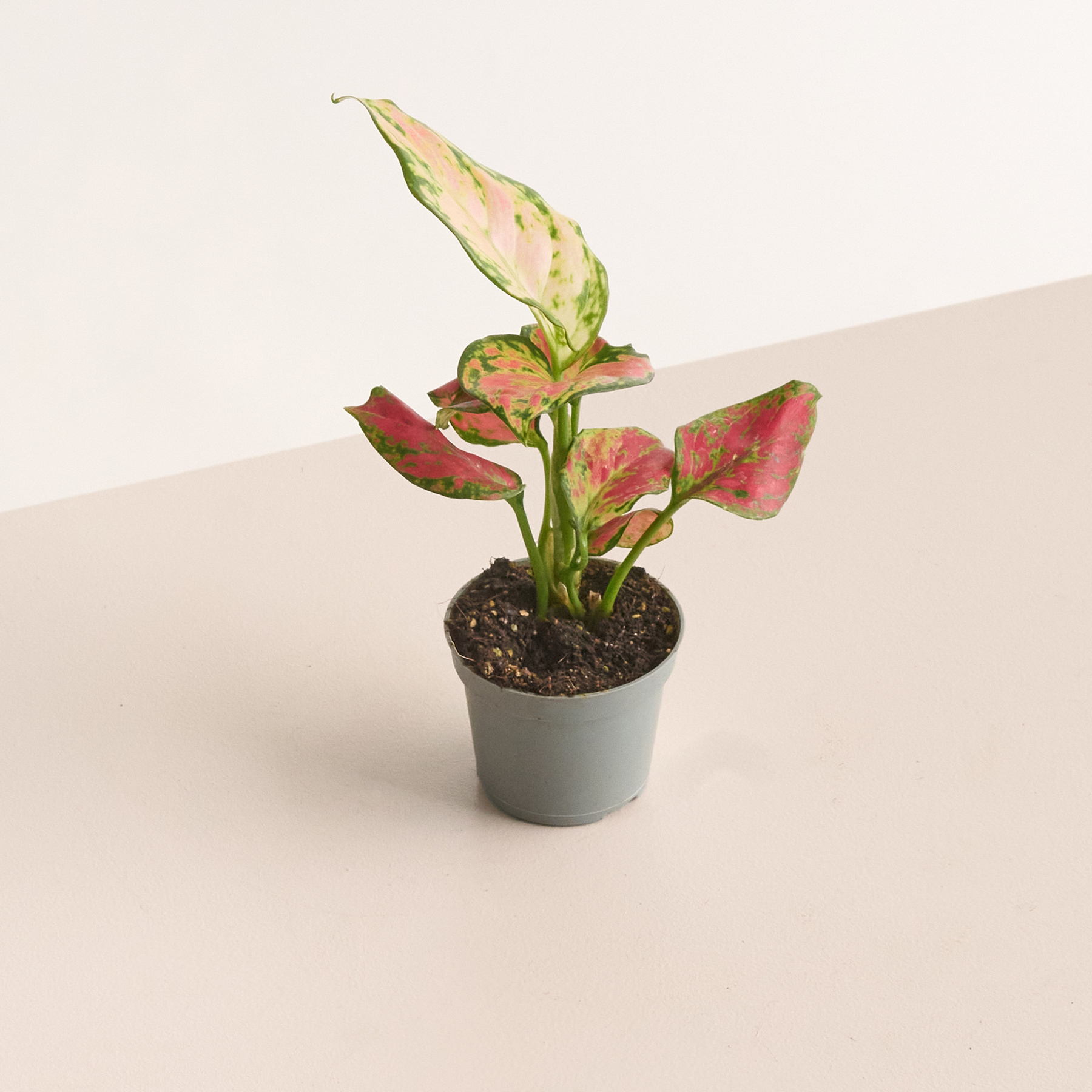 Aglaonema 'Red Zirkon'