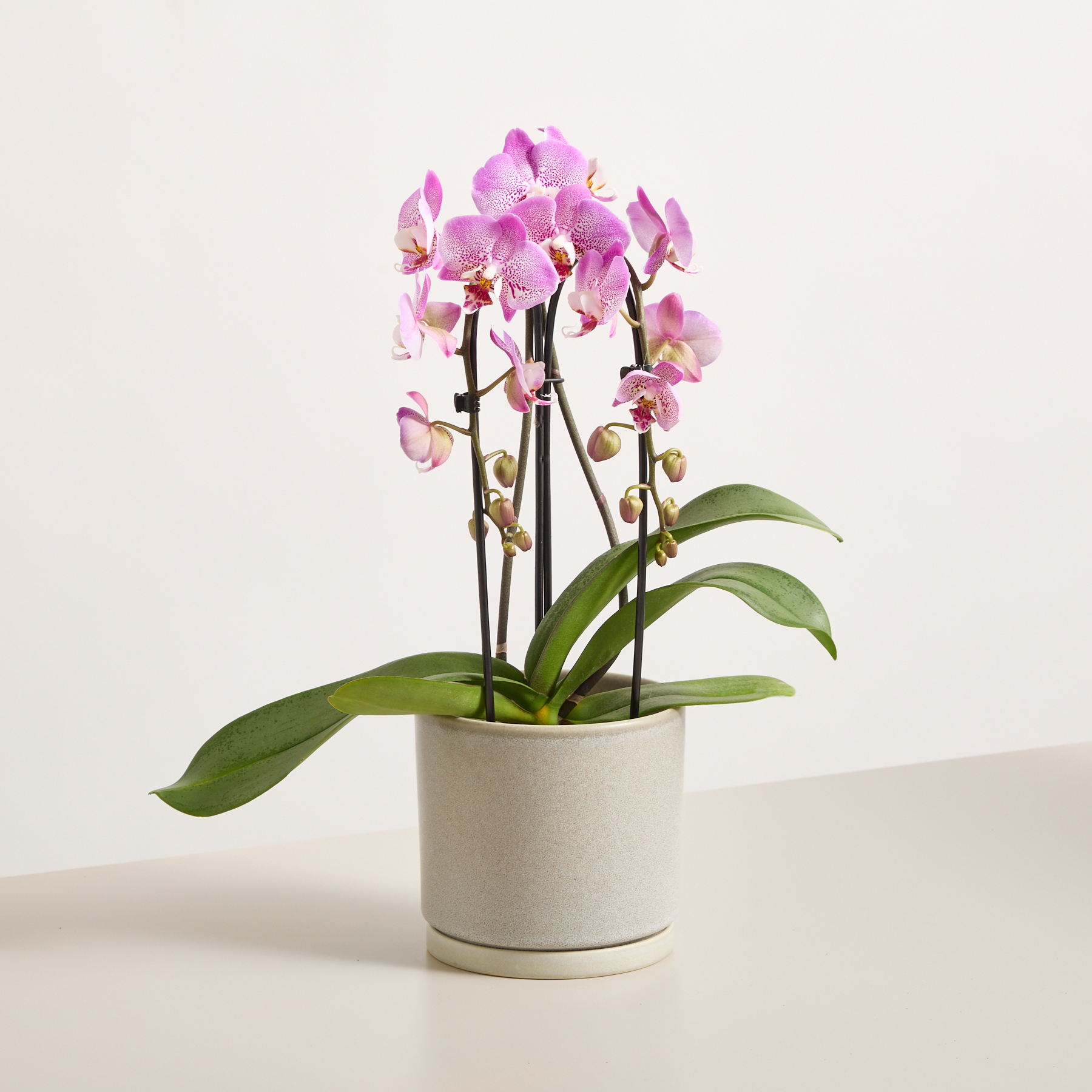 Orchidee 'Cascade Jillion'