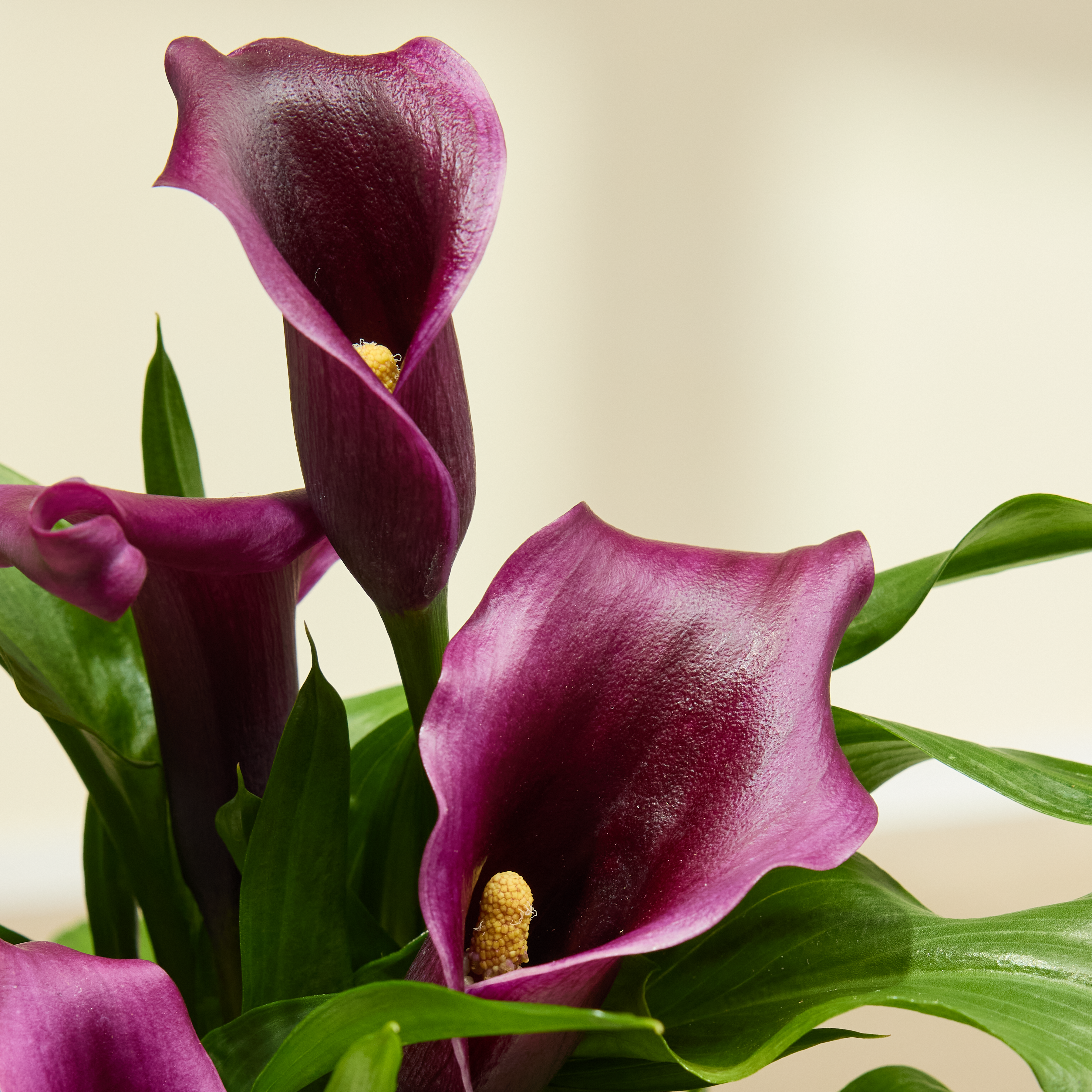 Blühpflanze im Topf Amethyst Glow