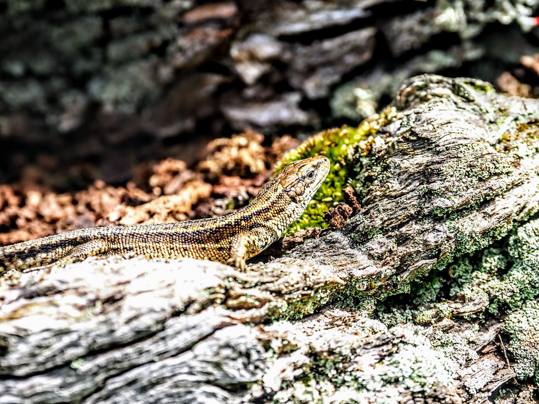 Wildlife Highlights – Ballerinas, Hornets and Moss