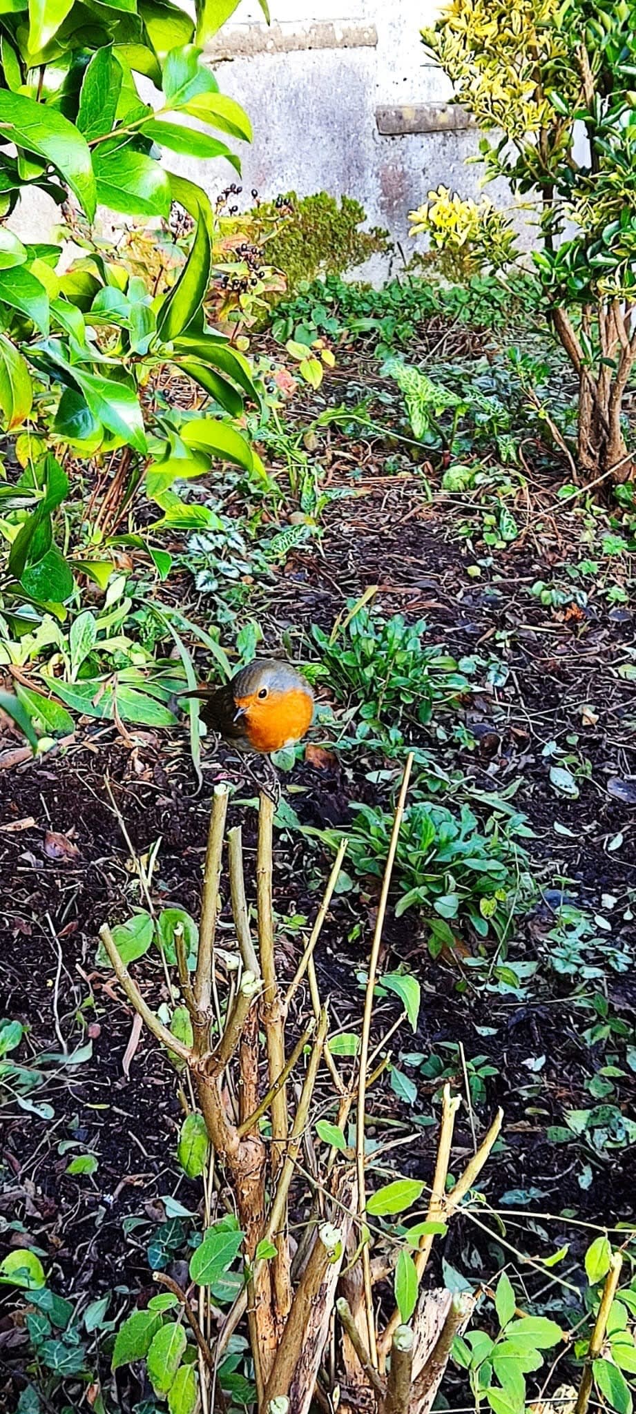 Live Well Growers Get Shady