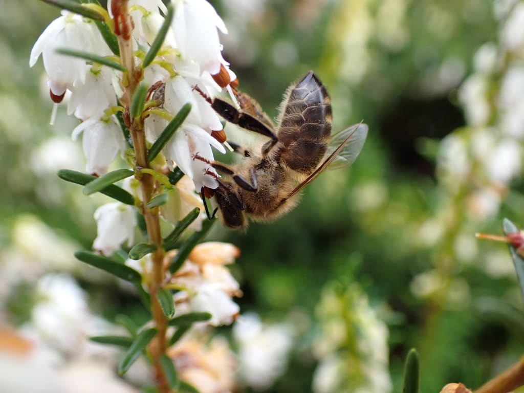 Bee Garden Update: Bees flying in the sunshine - National Botanic ...