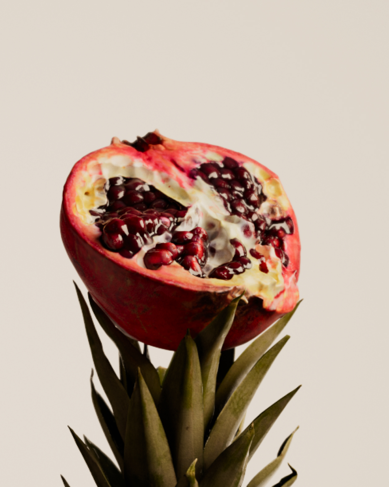 Polybion - brand identity, guideline and assets.