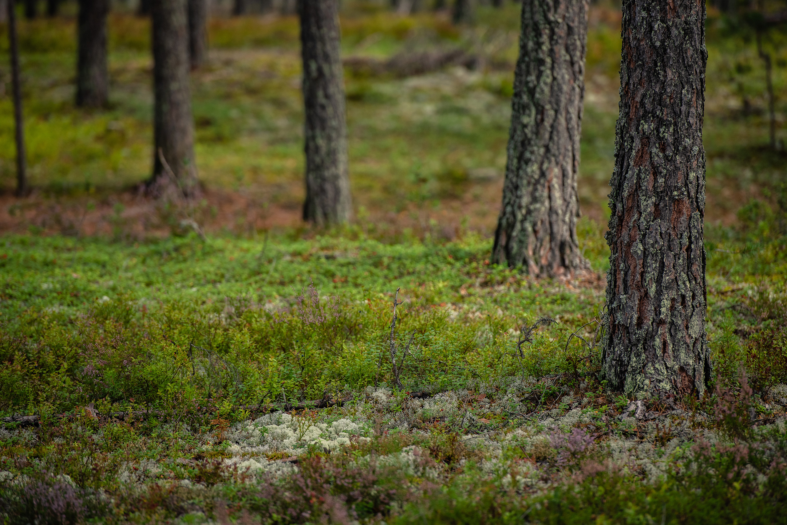 Curida brand identity, guidelines and assets