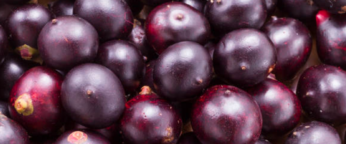 NovaTaste Brand Guidelines