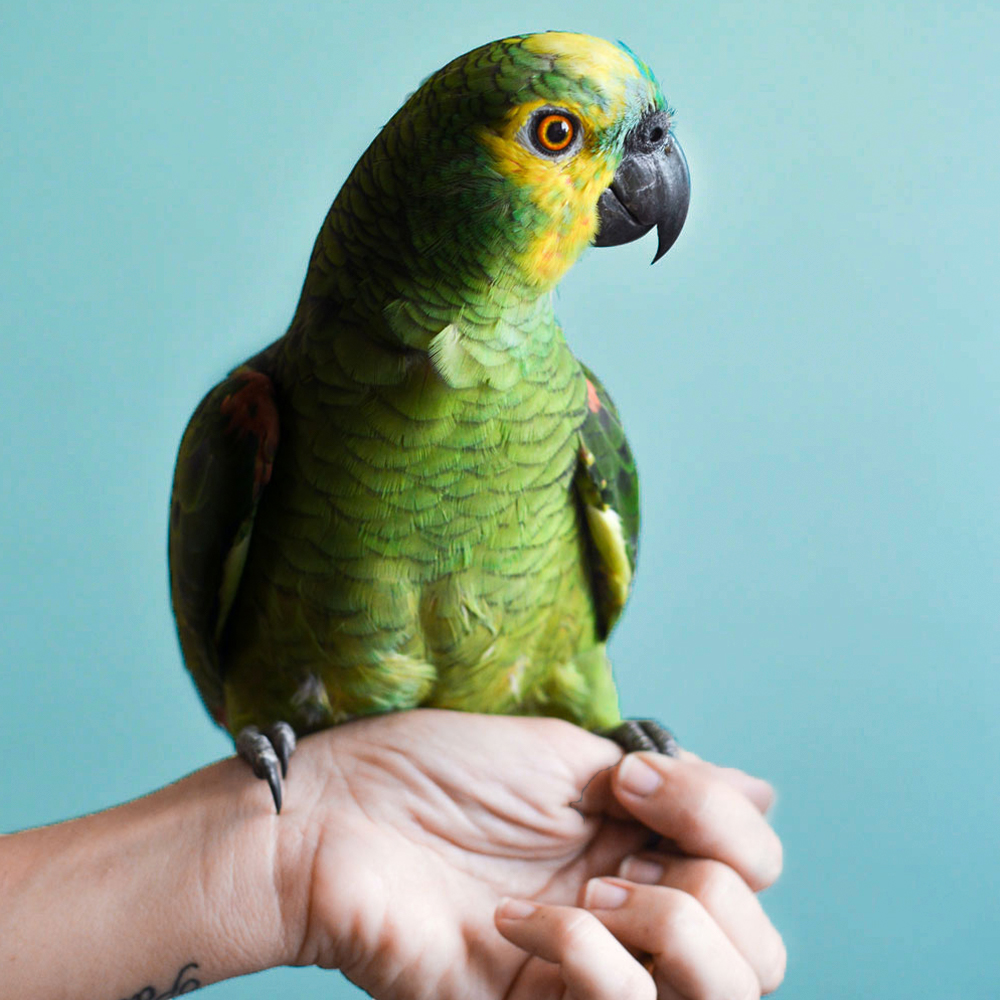 Wedgewood Brand Guide - brand identity, guideline and assets.