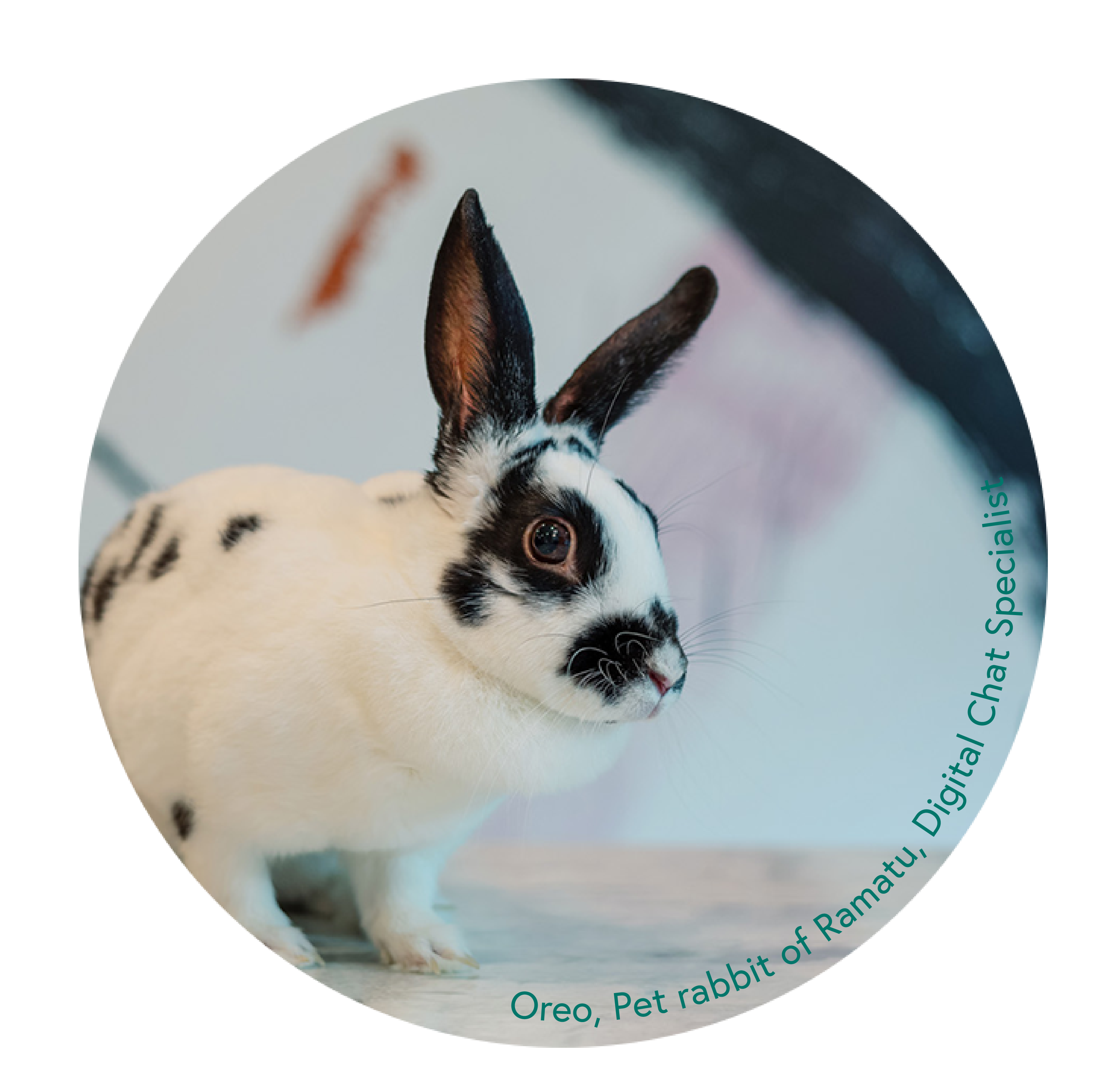 Wedgewood Brand Guide - brand identity, guideline and assets.