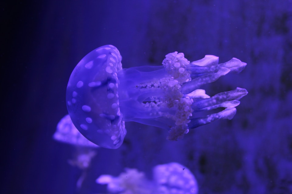 Build A Glassmorphic Navbar With Tailwindcss Backdrop Filter And Backdrop Blur Braydon Coyer