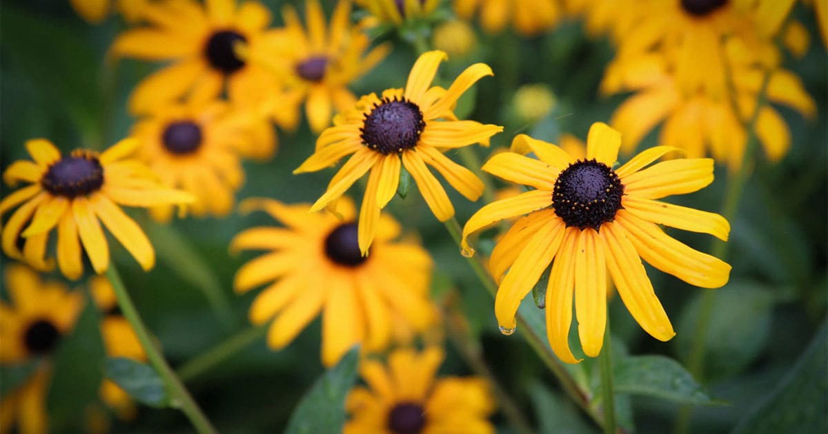15 Colorful Fall-Blooming Perennial Flowers We Love - brick&batten