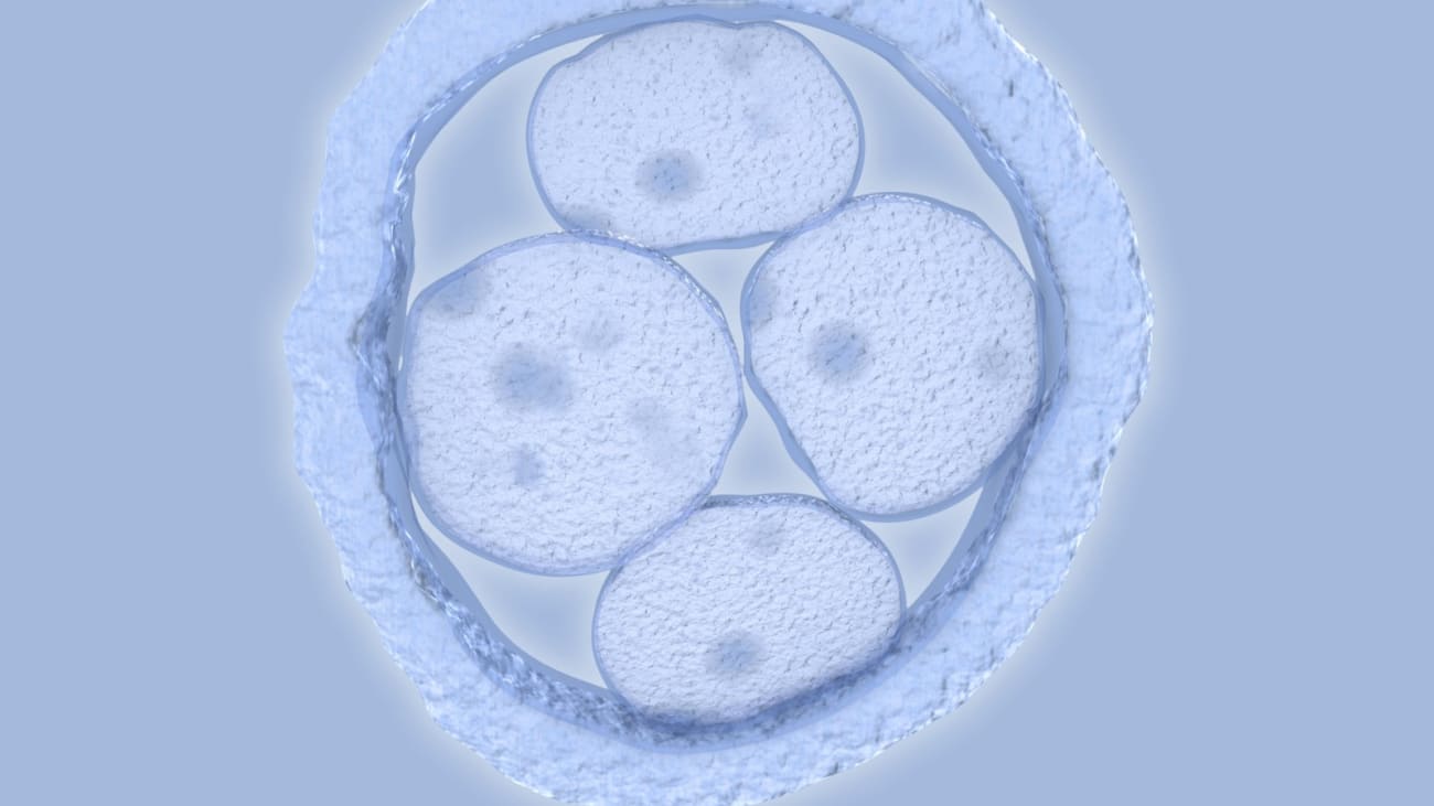 Scientists Discover Gene Plays Critical Role in Embryo Development ...