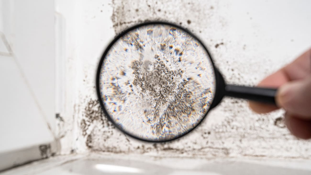 Household mold linked to inflammatory lung disease - UT Southwestern ...