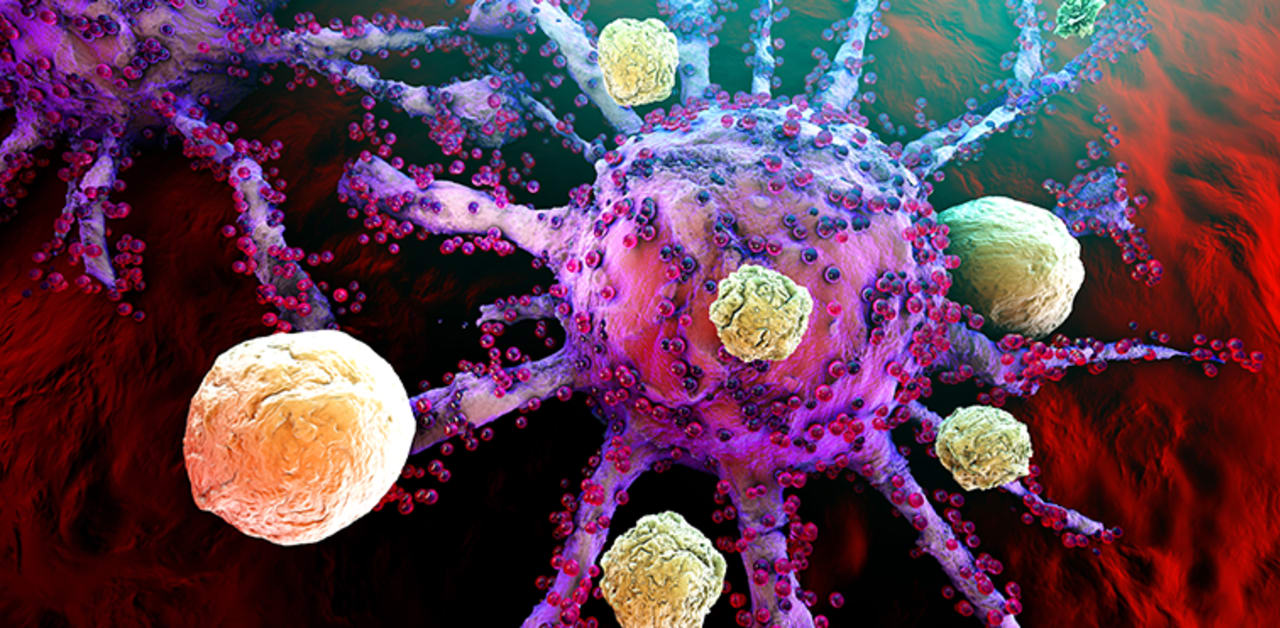 Sex Differences Seen in Immune Cells | Conexiant