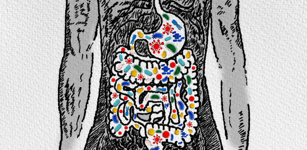 The Adaptive Immune System's Role in Gut Health and IBD | Conexiant