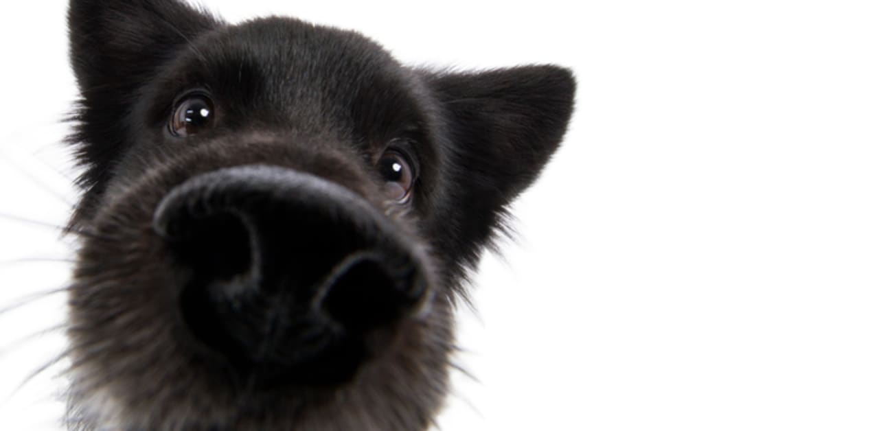 Sniffing Out Stress: Study Reveals Dogs' Noses Know Human Emotions ...