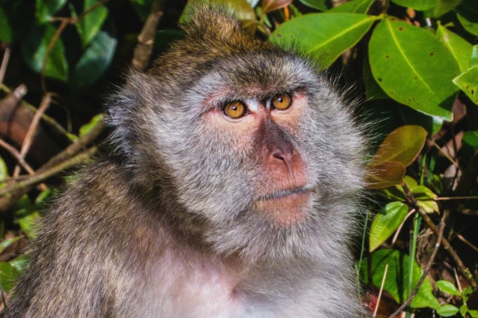 The Medicine Maker | Of Mice and Monkeys