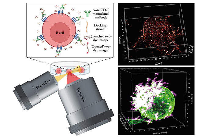 The Analytical Scientist | Decoding Antibody Action in Cancer