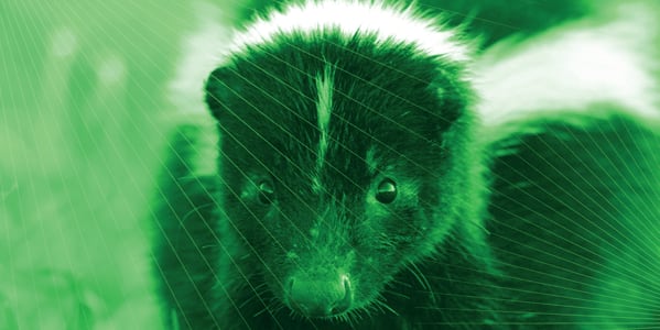 The Analytical Scientist | Sussing That “Skunky” Smell