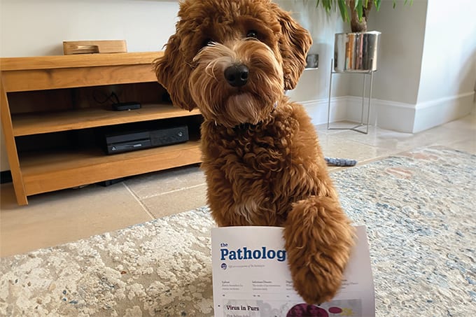 The Pathologist | Pathology Pet Corner: Daphne the Australian Labradoodle