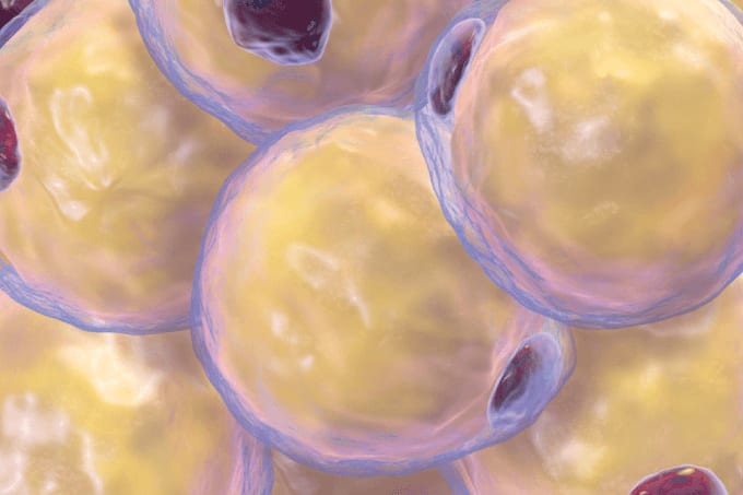The Medicine Maker | CRISPRing Up Brown Fat