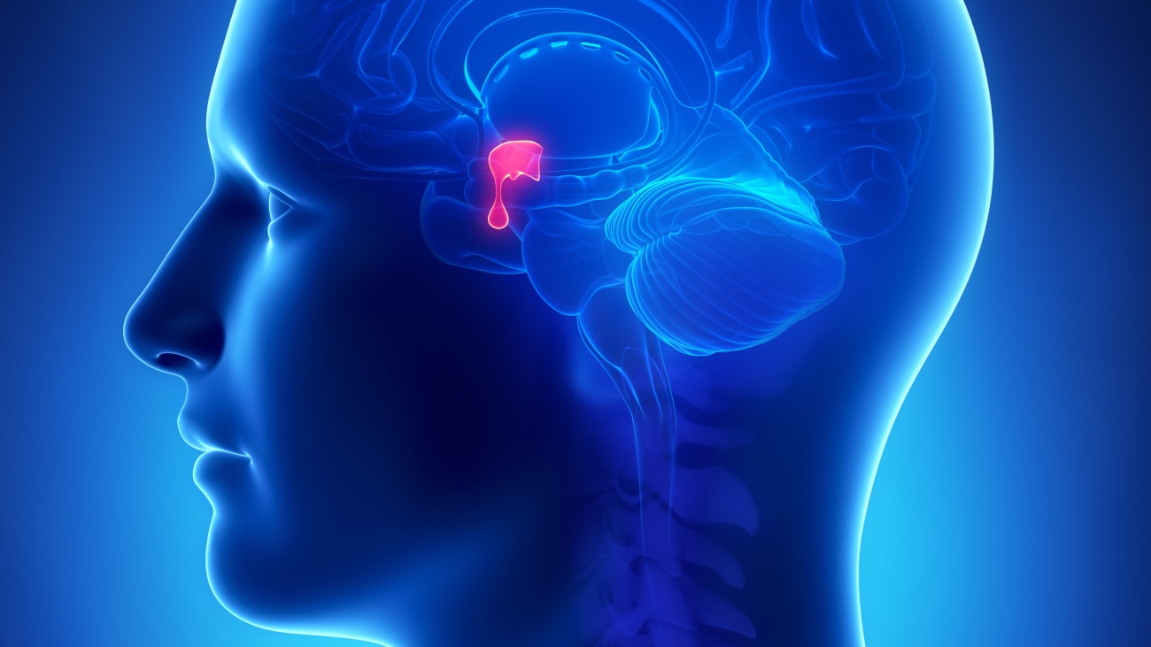 Endocrine Tests: Keys to Interpreting Results and Identifying Issues ...