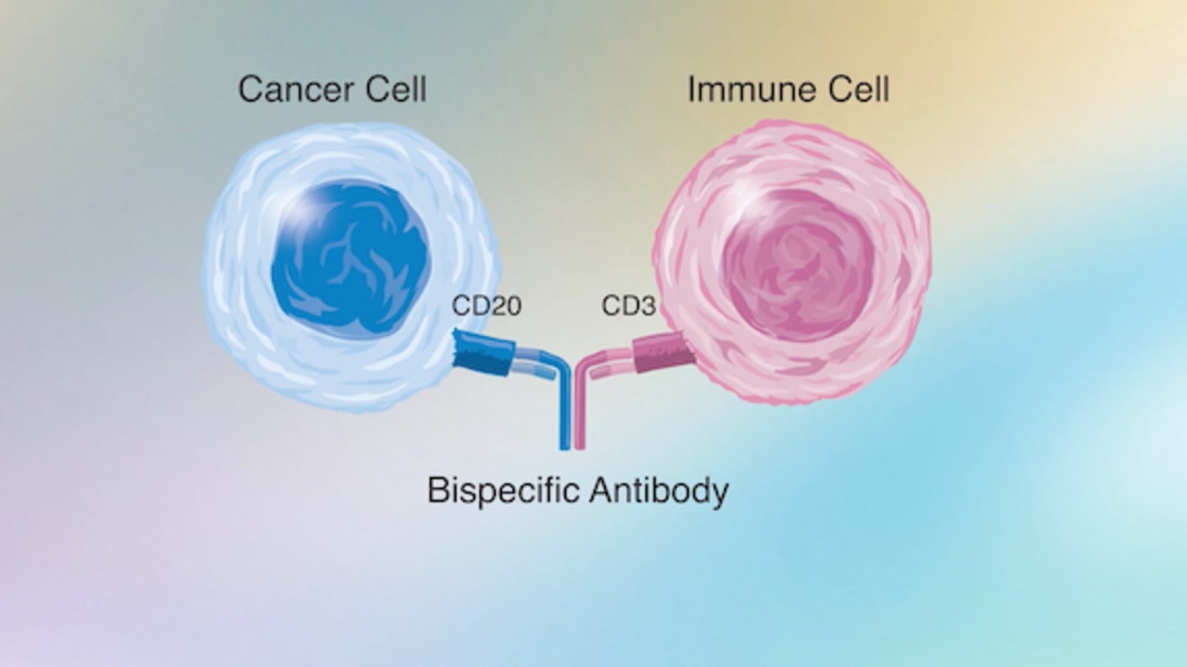 How Do Antibody Work at Angus Champion blog
