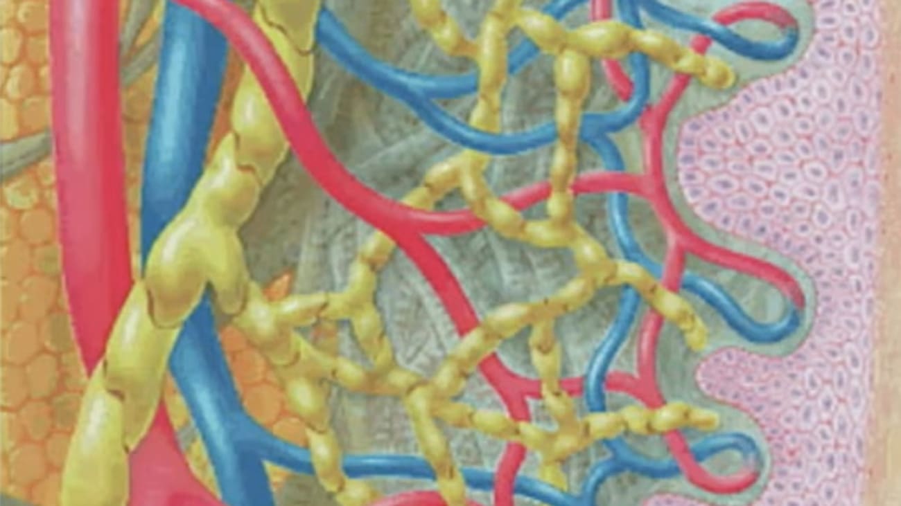 Venolymphatic: The New Trend - Houston Methodist Hospital