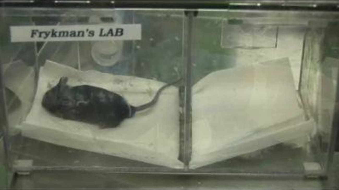 Murine Anastamosis Procedure Using the VITOM® System - BroadcastMed