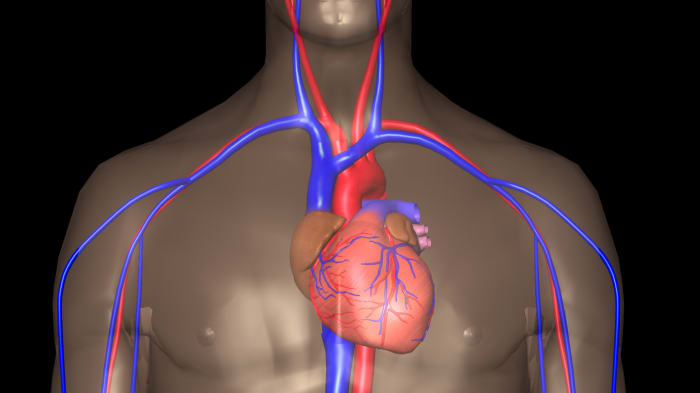 Pathophysiology and Treatment of Hypertrophic Cardiomyopathy (HCM ...